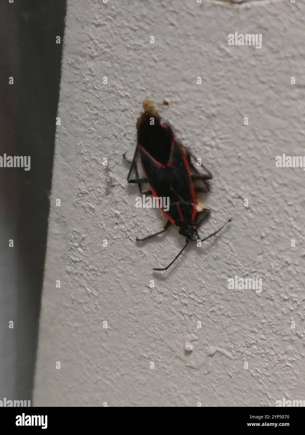 Eastern Boxelder Bug (Boisea trivittata Stock Photo - Alamy