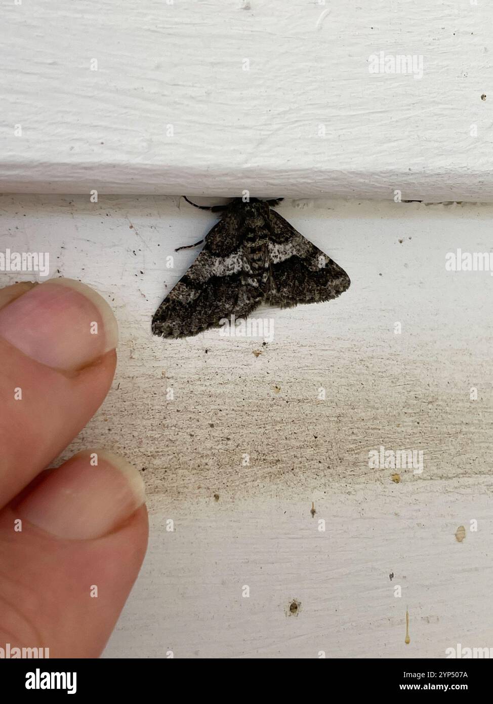 Woolly Gray Moth (Lycia ypsilon Stock Photo - Alamy