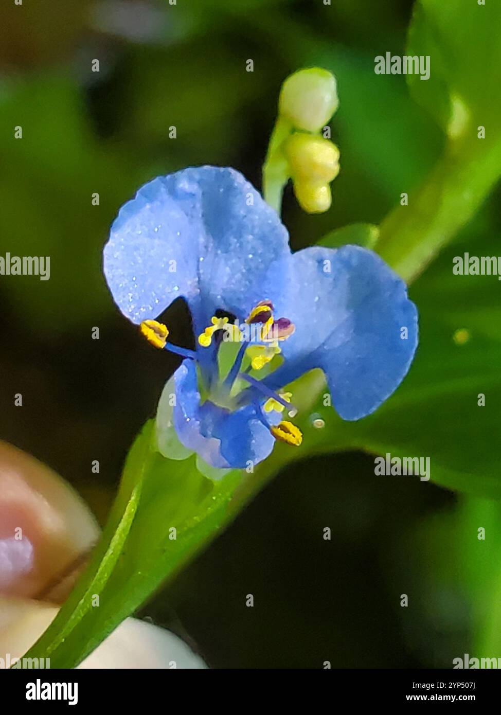 climbing dayflower (Commelina diffusa Stock Photo - Alamy