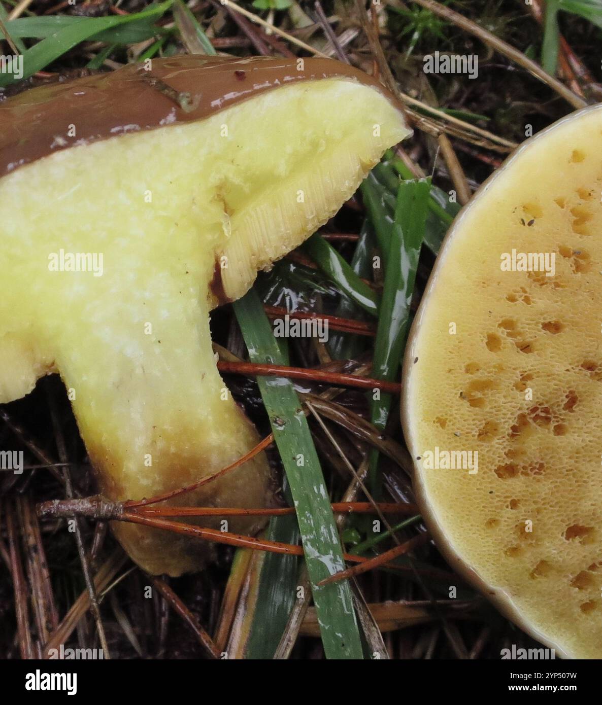 Purple-veiled Slippery Jack (Suillus luteus Stock Photo - Alamy