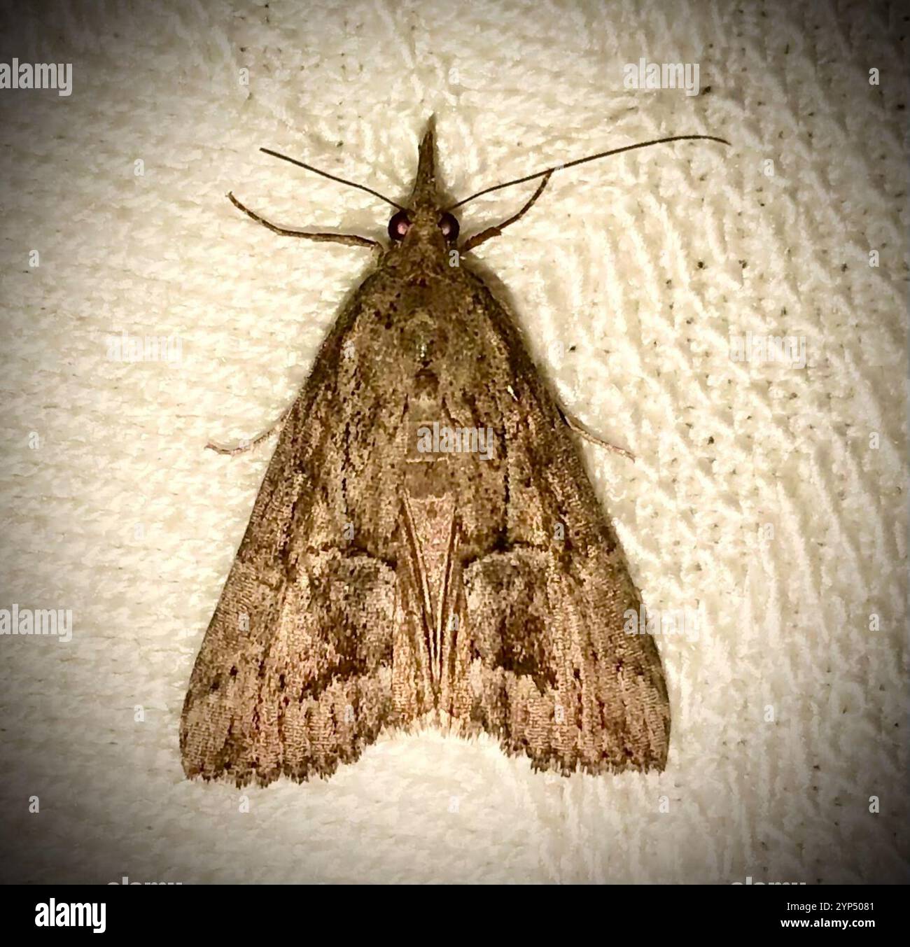 Green Cloverworm Moth (Hypena scabra Stock Photo - Alamy