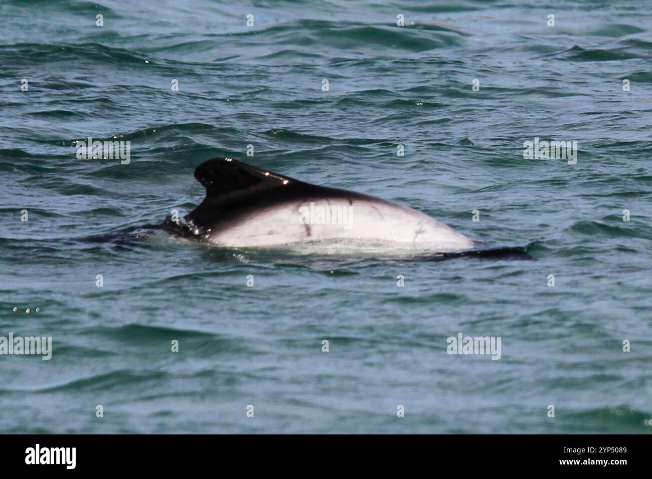 Commerson's Dolphin (Cephalorhynchus commersonii Stock Photo - Alamy