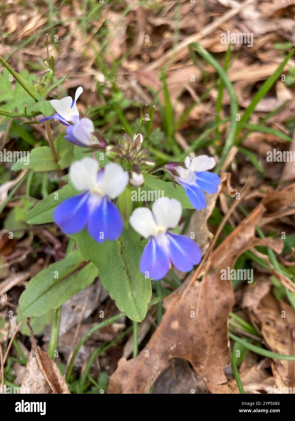 spring blue-eyed Mary (Collinsia verna Stock Photo - Alamy