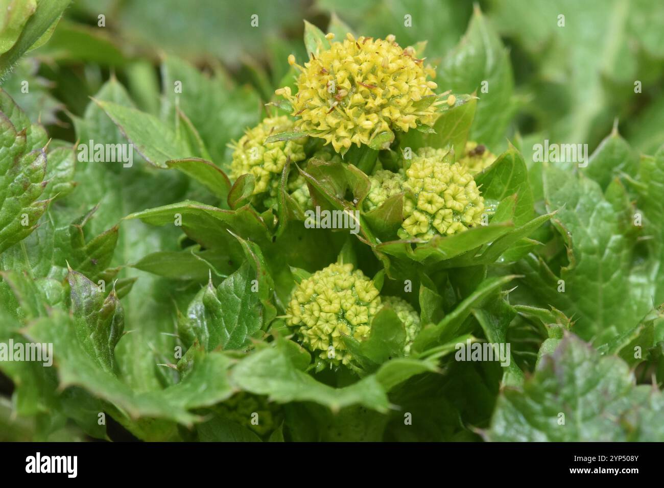 Sanicula arctopoides hi-res stock photography and images - Alamy