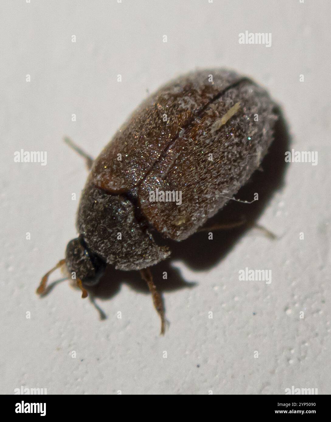 Black Carpet Beetles (Attagenus Stock Photo - Alamy
