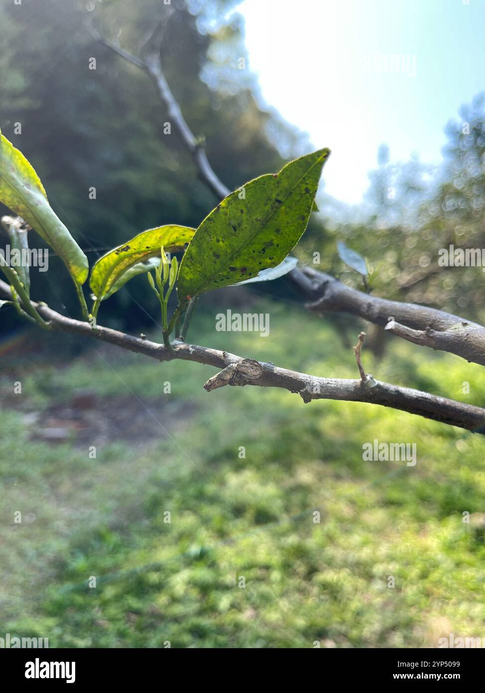 Poltys hi-res stock photography and images - Alamy