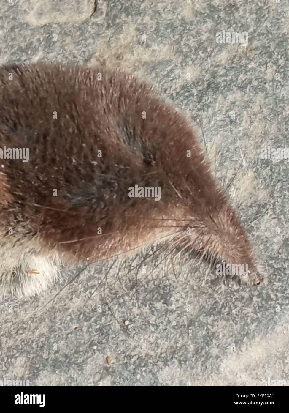 Long-tailed Shrews (Sorex Stock Photo - Alamy