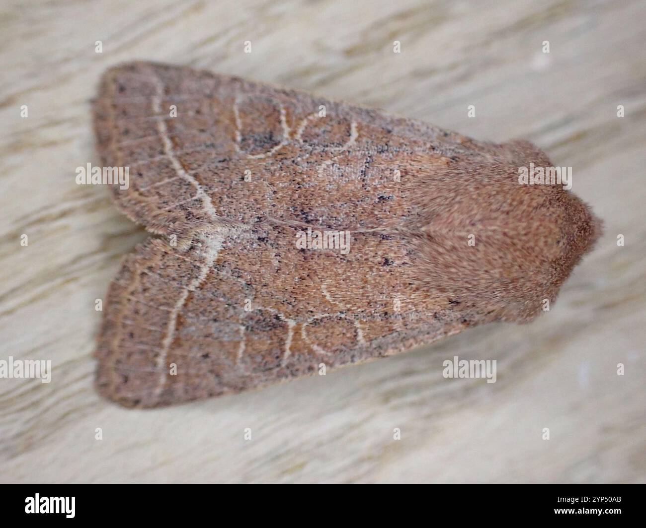 Common Quaker (Orthosia cerasi Stock Photo - Alamy