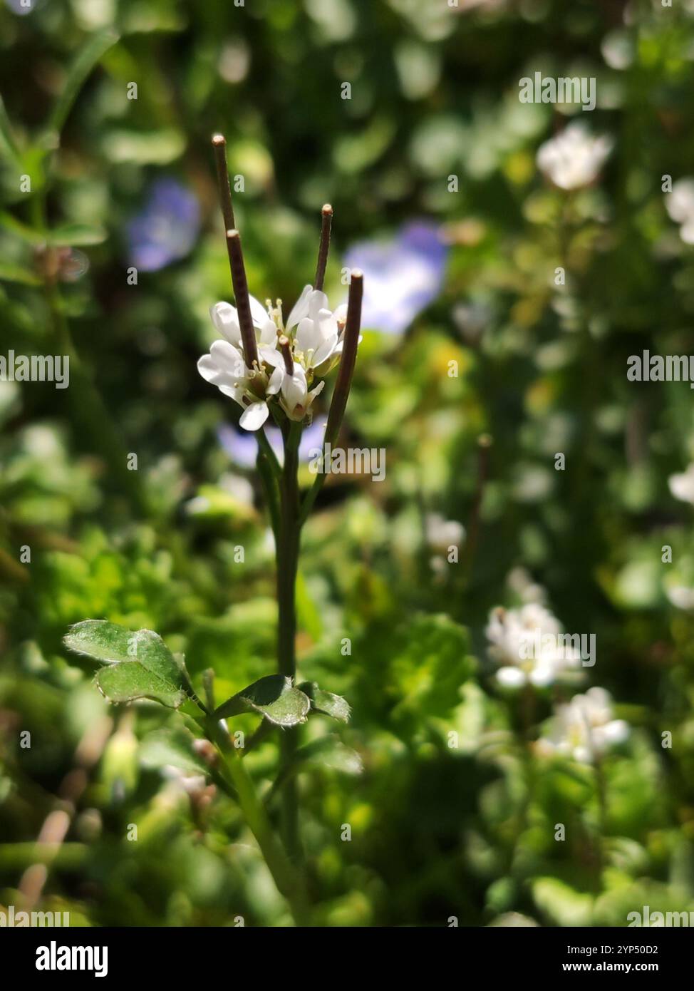 hairy bittercress (Cardamine hirsuta Stock Photo - Alamy