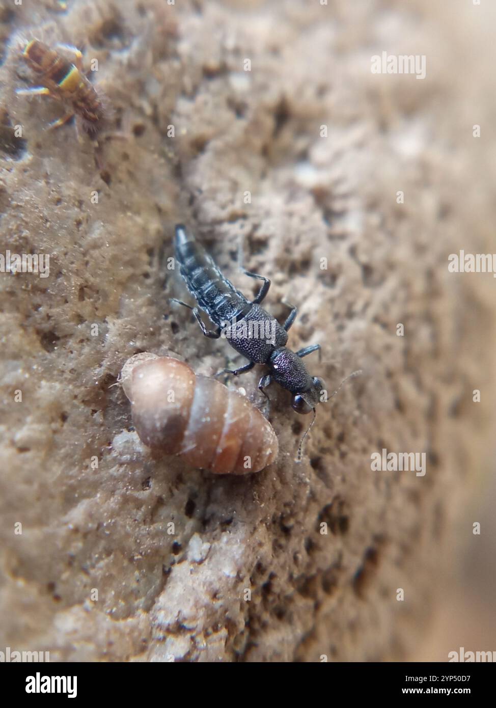 Stenus hi-res stock photography and images - Alamy