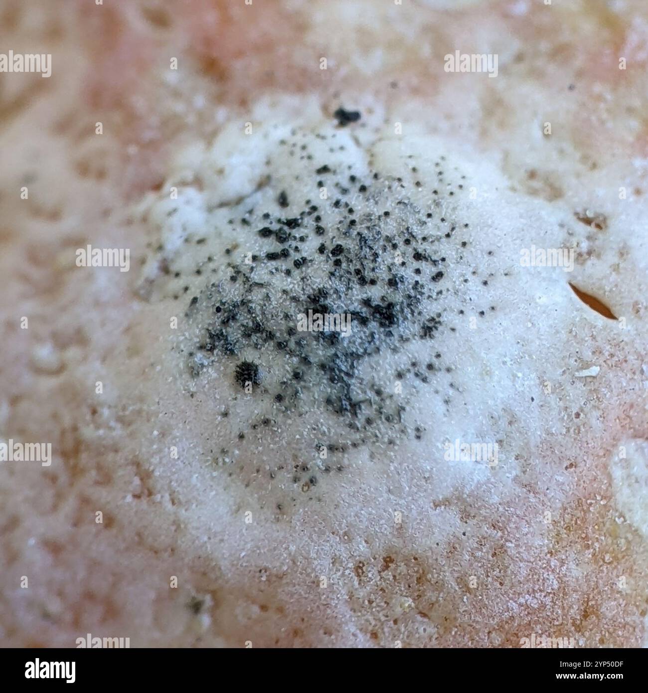 Colletotrichum hi-res stock photography and images - Alamy