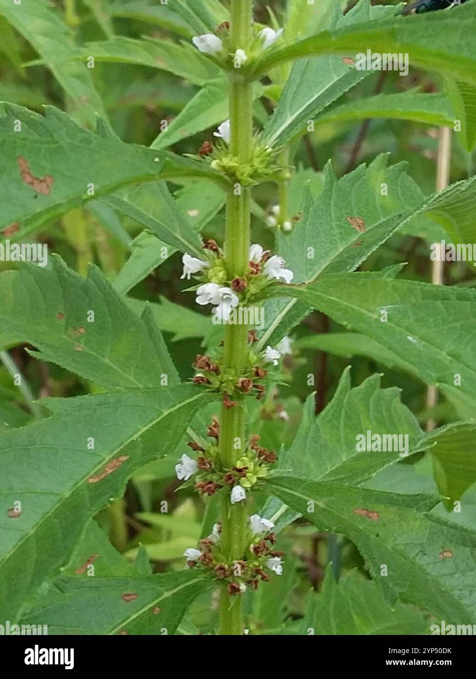 Lycopus australis hi-res stock photography and images - Alamy