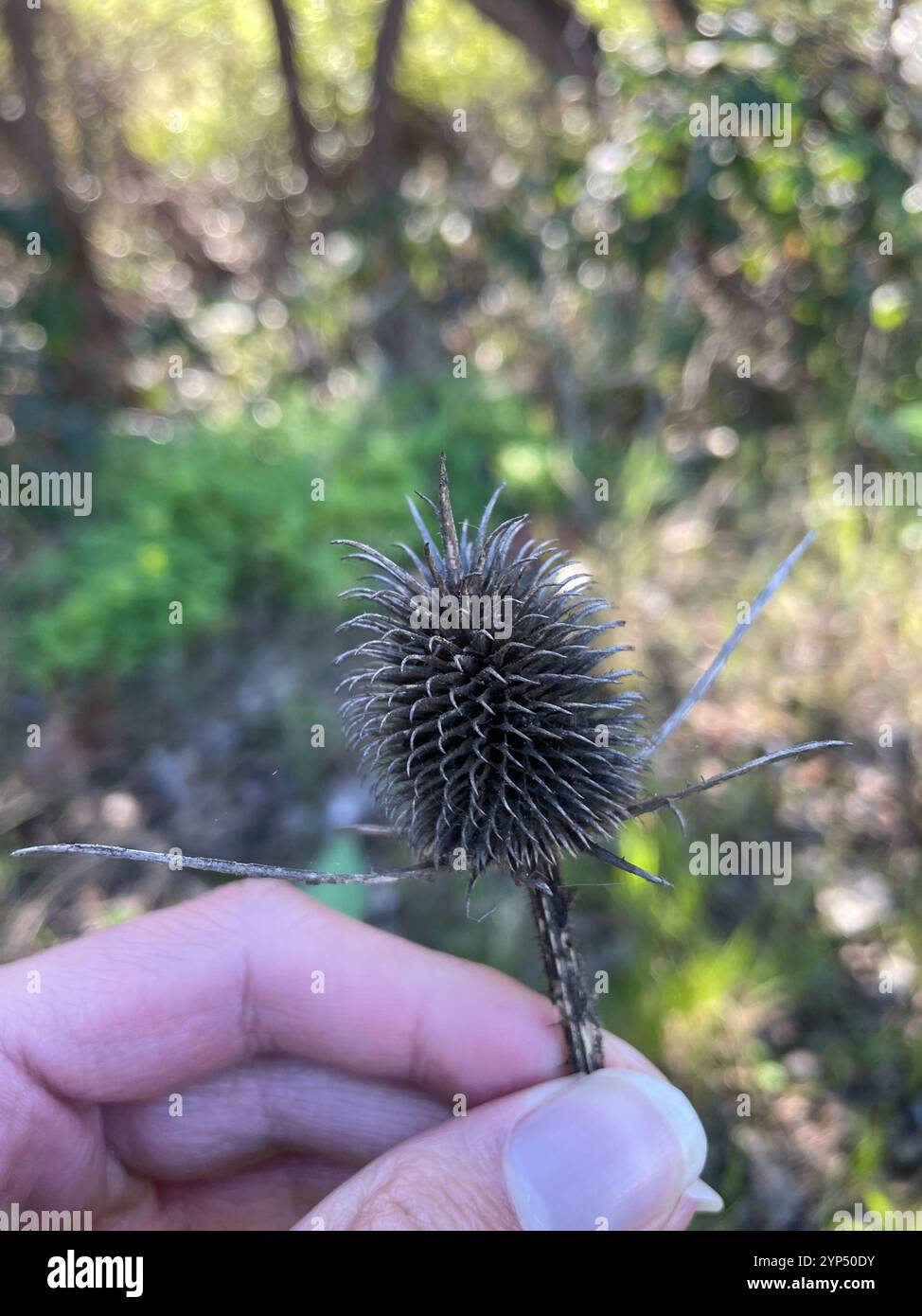 fuller's teasel (Dipsacus sativus Stock Photo - Alamy