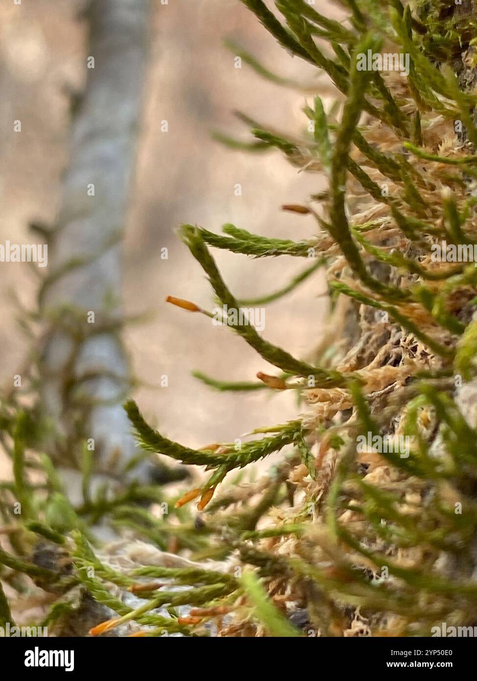 smooth hook moss (Leucodon julaceus Stock Photo - Alamy
