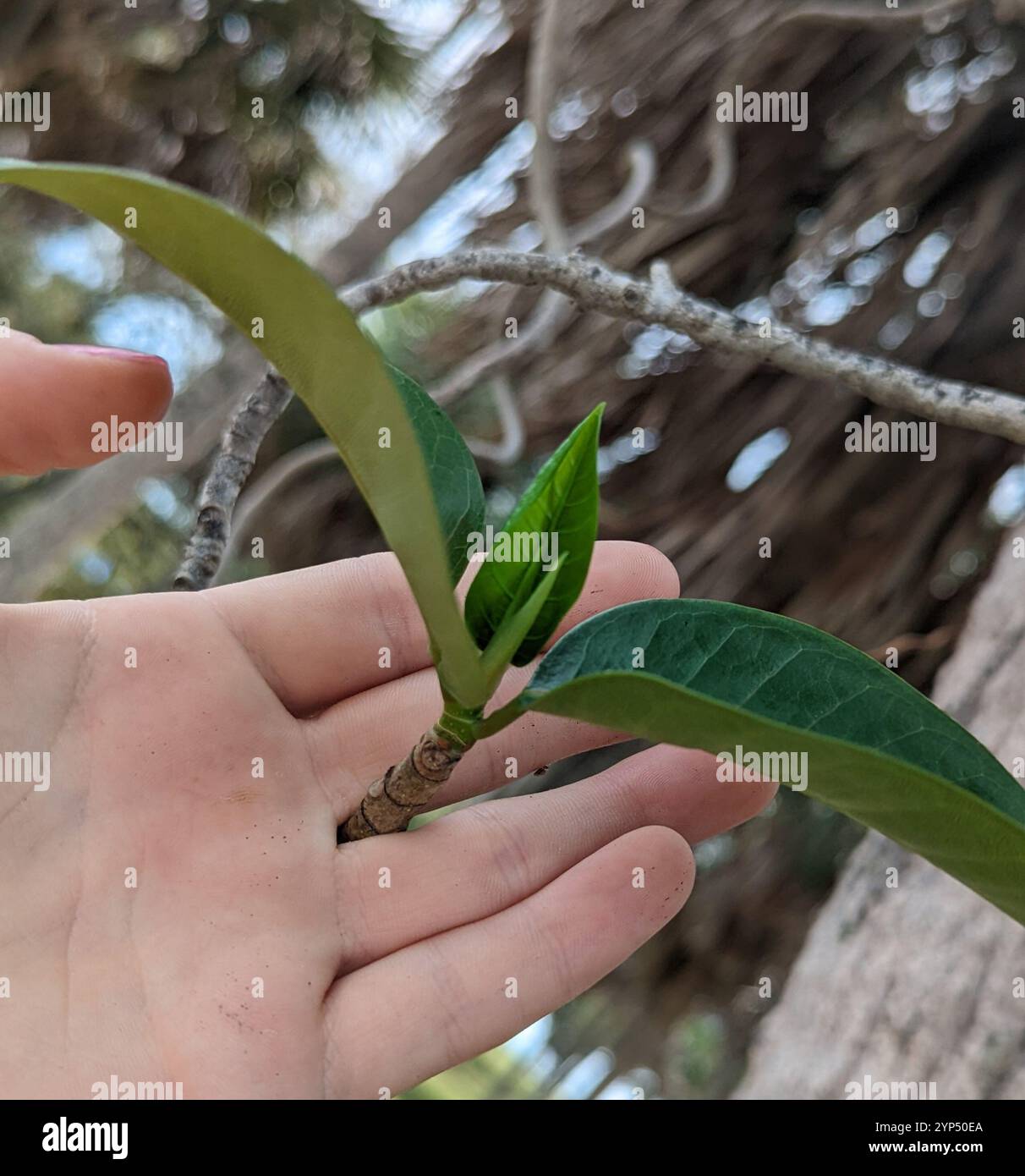 Florida Strangler Fig (Ficus aurea Stock Photo - Alamy