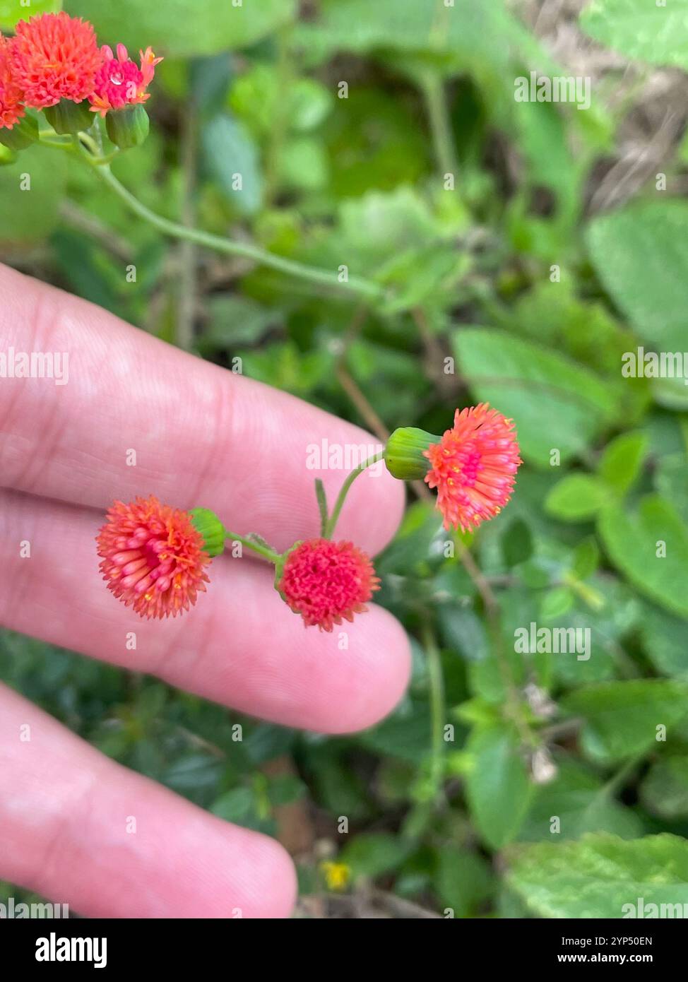 Red Tasselflower (Emilia fosbergii Stock Photo - Alamy