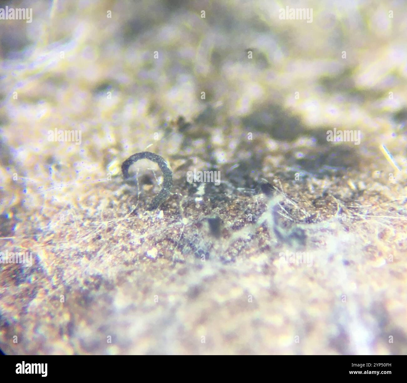 Pestalotiopsis hi-res stock photography and images - Alamy