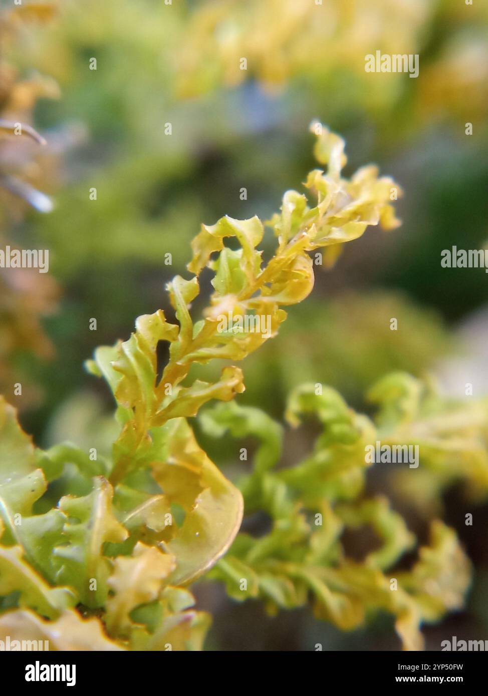 Palm-tree Moss (Plagiomnium undulatum Stock Photo - Alamy