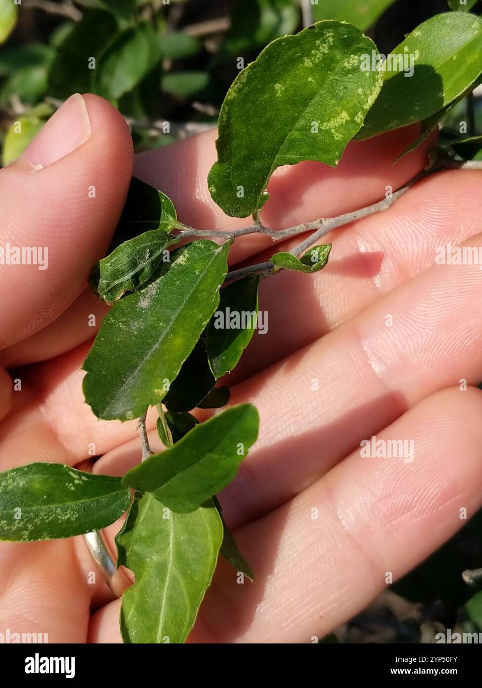 spiny hackberry (Celtis pallida Stock Photo - Alamy