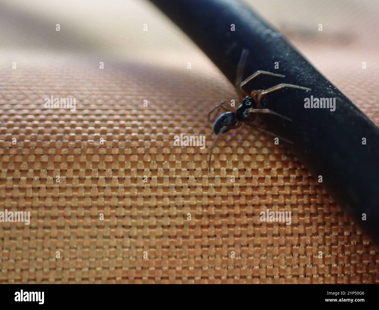 Dwarf Spiders (Erigoninae Stock Photo - Alamy