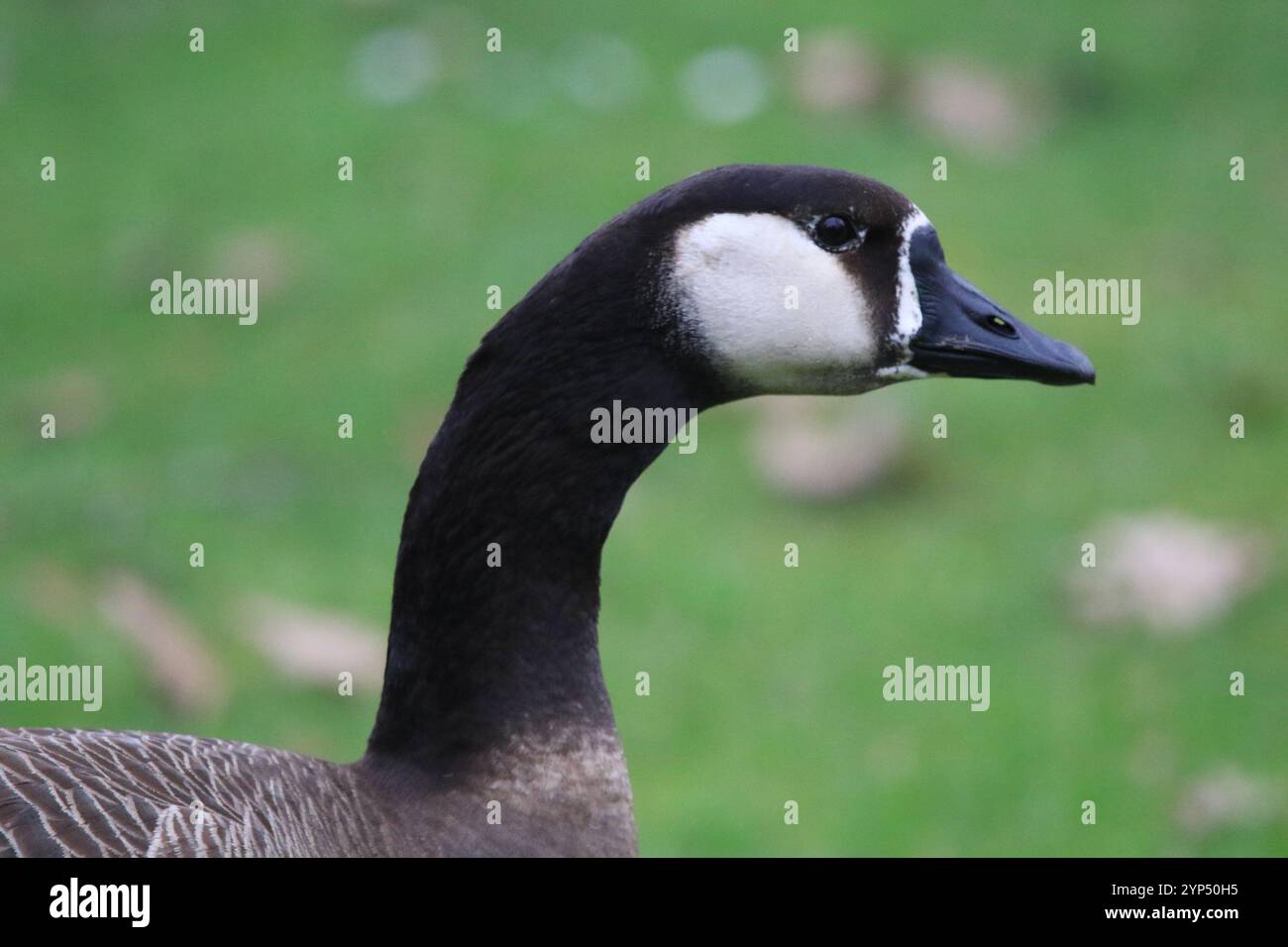 Swan Goose × Canada Goose (Anser cygnoides × Branta canadensis Stock ...