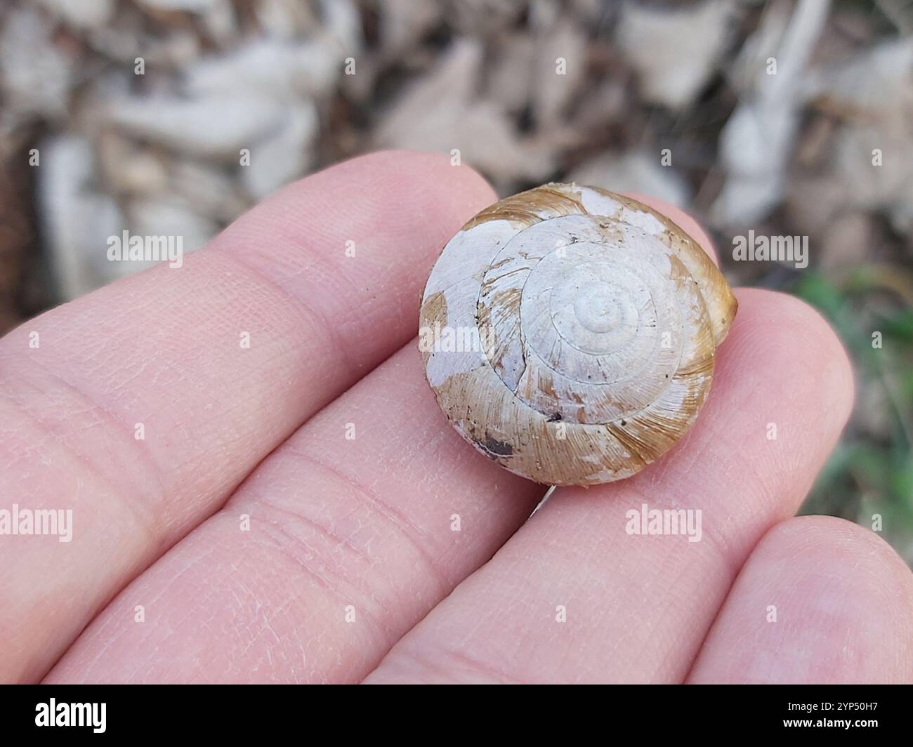 Large Glass Snail (Aegopis verticillus Stock Photo - Alamy