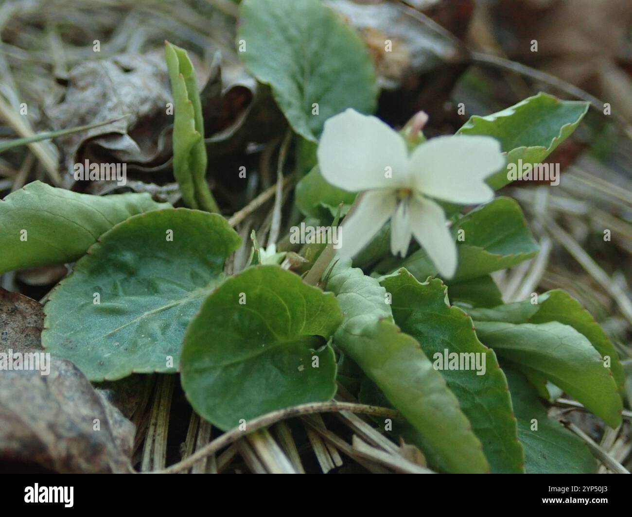 primrose-leaved violet (Viola primulifolia Stock Photo - Alamy