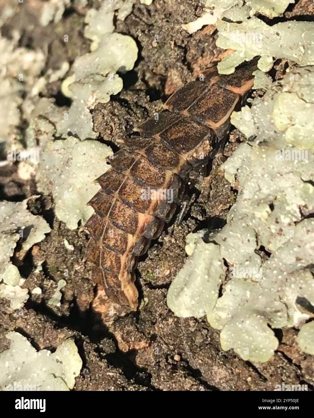 Pyractomena borealis hi-res stock photography and images - Alamy