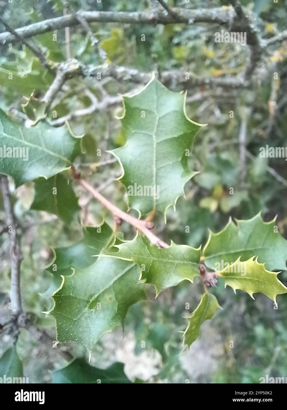 Kermes oak (Quercus coccifera Stock Photo - Alamy