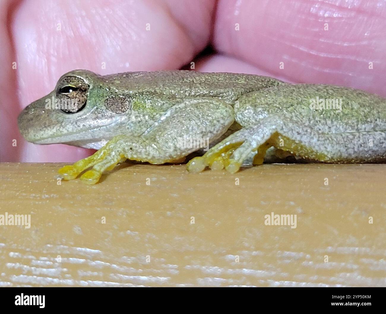 Squirrel Treefrog (Hyla squirella Stock Photo - Alamy