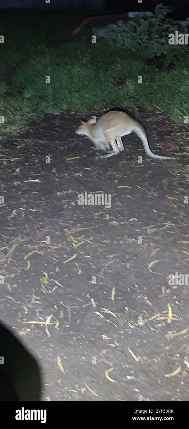 Agile Wallaby (Notamacropus agilis Stock Photo - Alamy