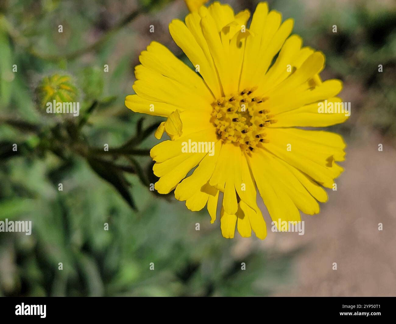 Common Madia (Madia elegans Stock Photo - Alamy