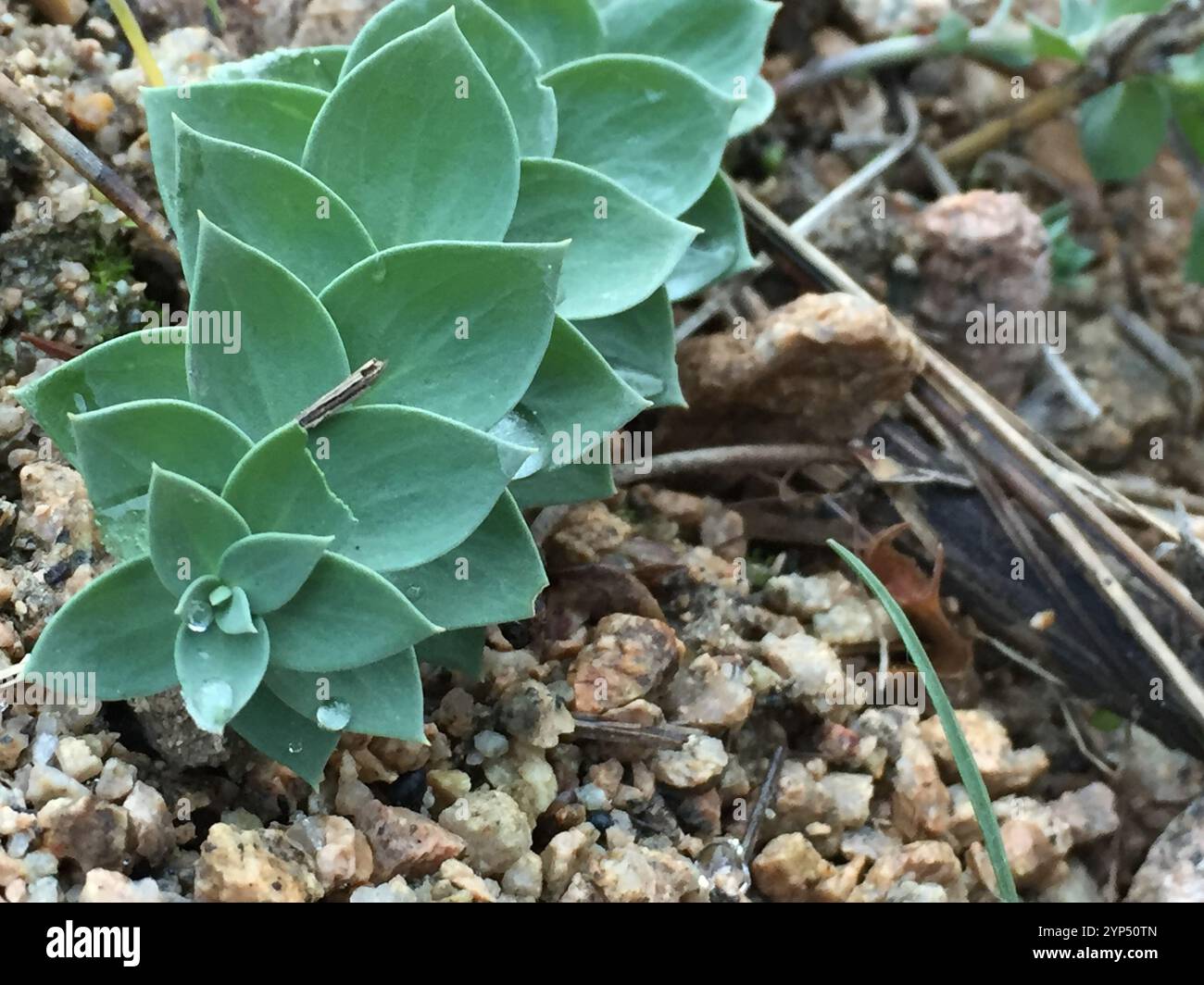 Balkan toadflax (Linaria dalmatica Stock Photo - Alamy