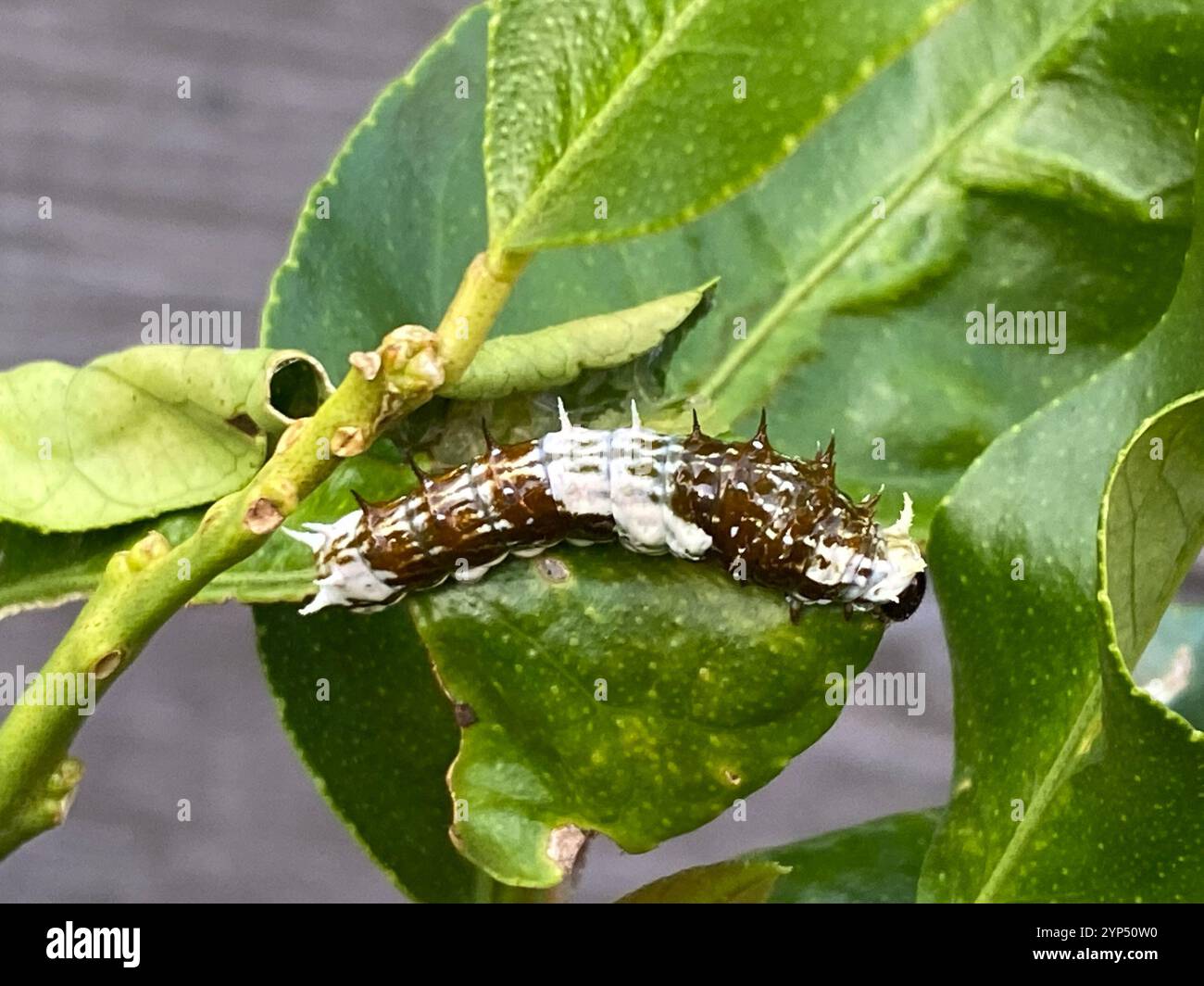 Orchard Swallowtail (Papilio aegeus Stock Photo - Alamy