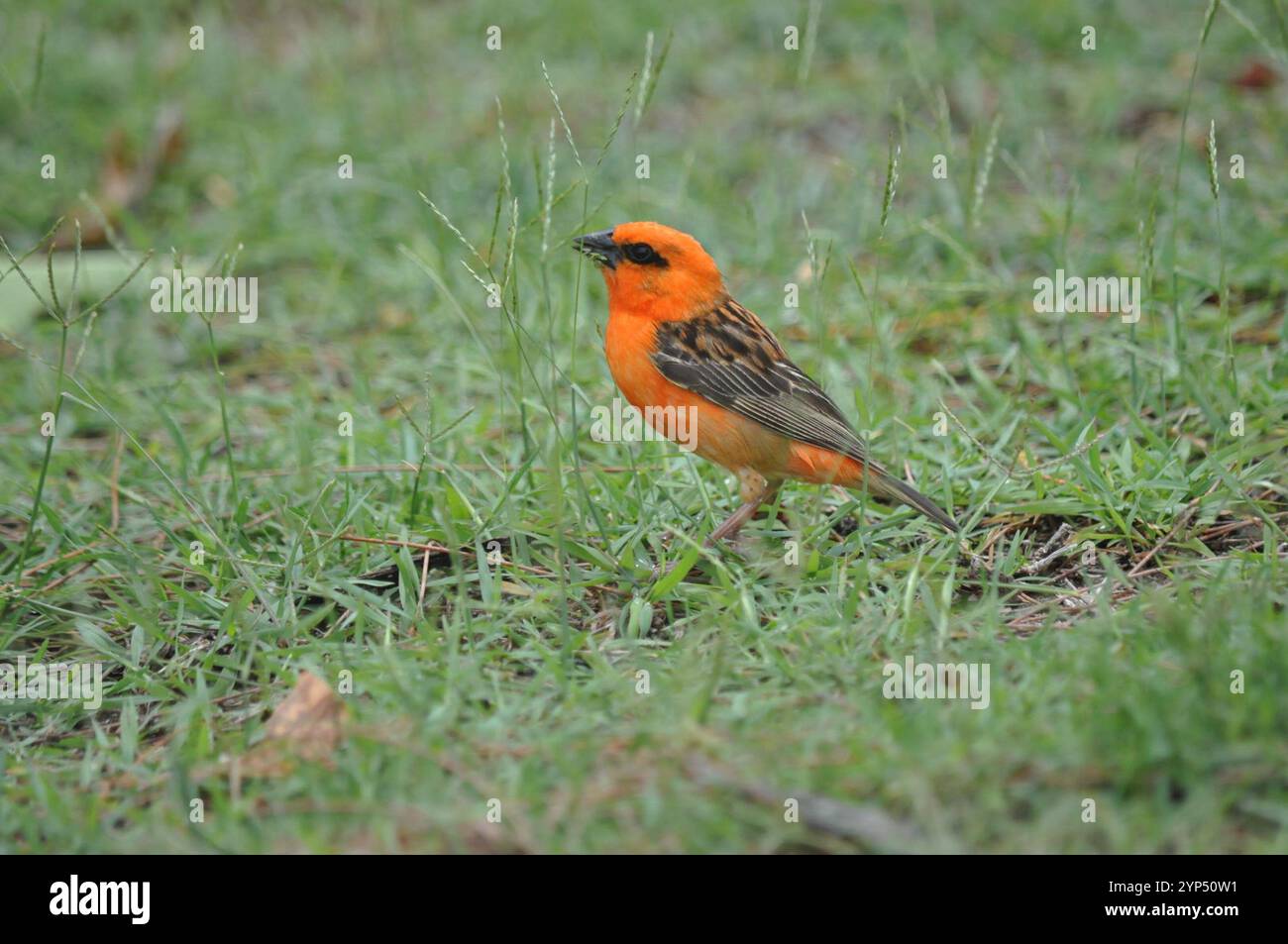 Red Fody (Foudia madagascariensis Stock Photo - Alamy