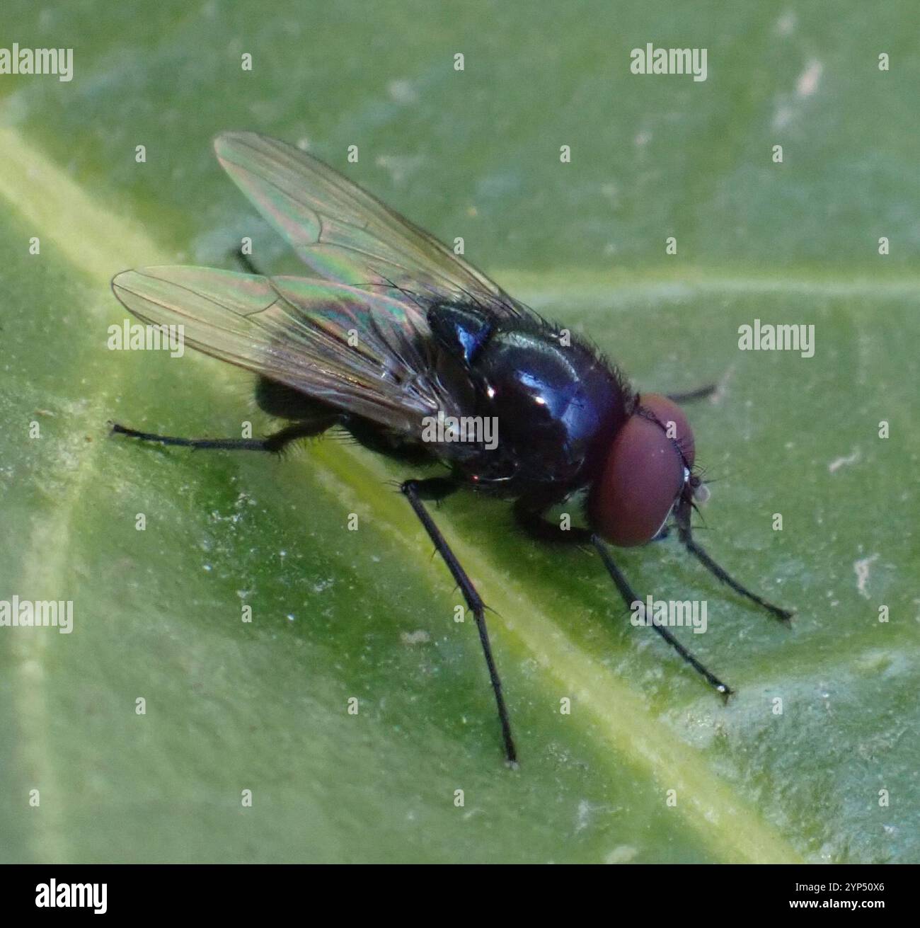 Hydrotaea hi-res stock photography and images - Alamy