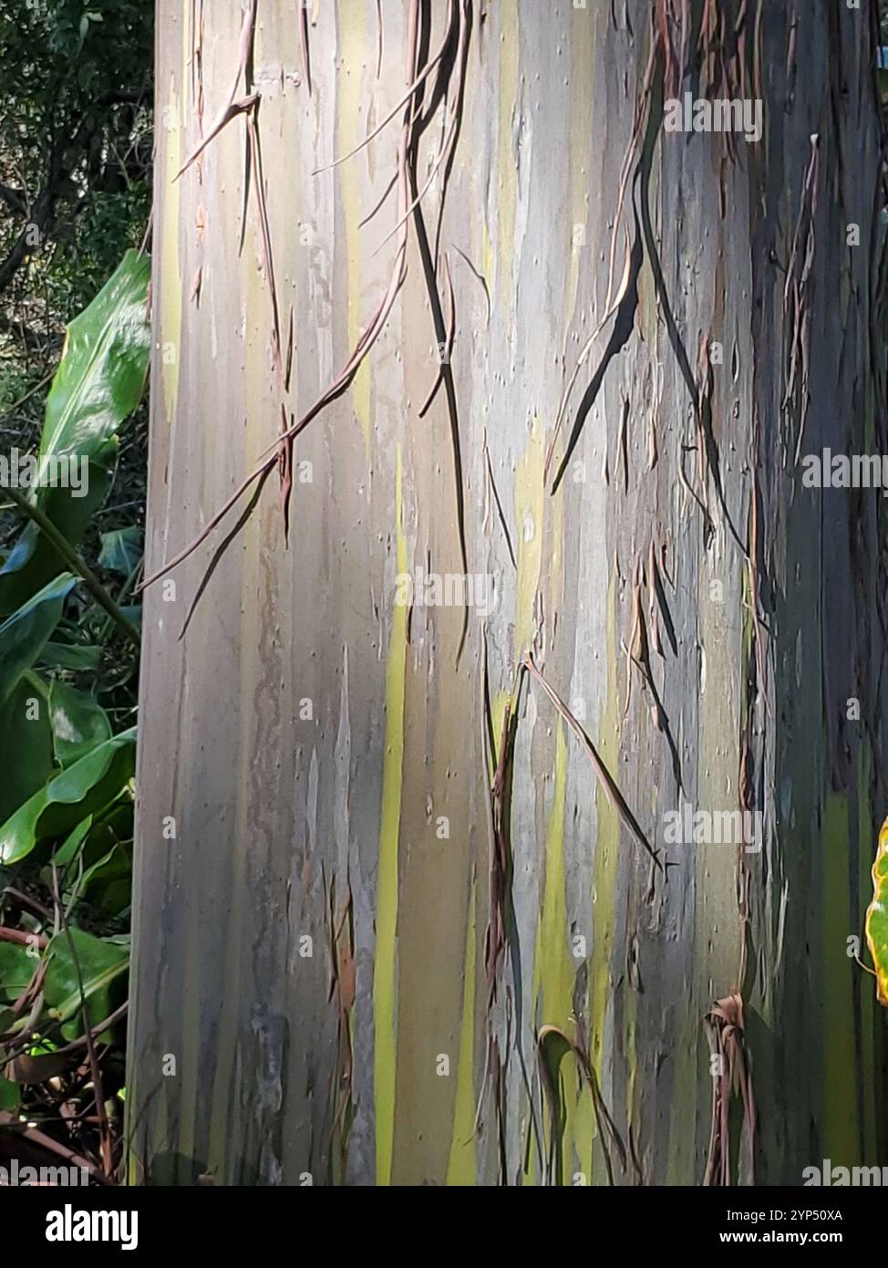 Rainbow Gum (Eucalyptus deglupta Stock Photo - Alamy