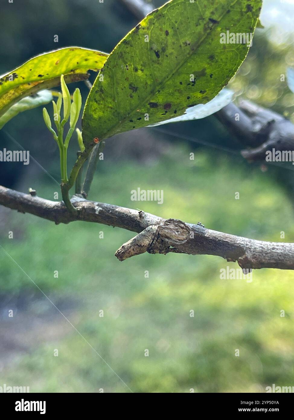 Poltys hi-res stock photography and images - Alamy