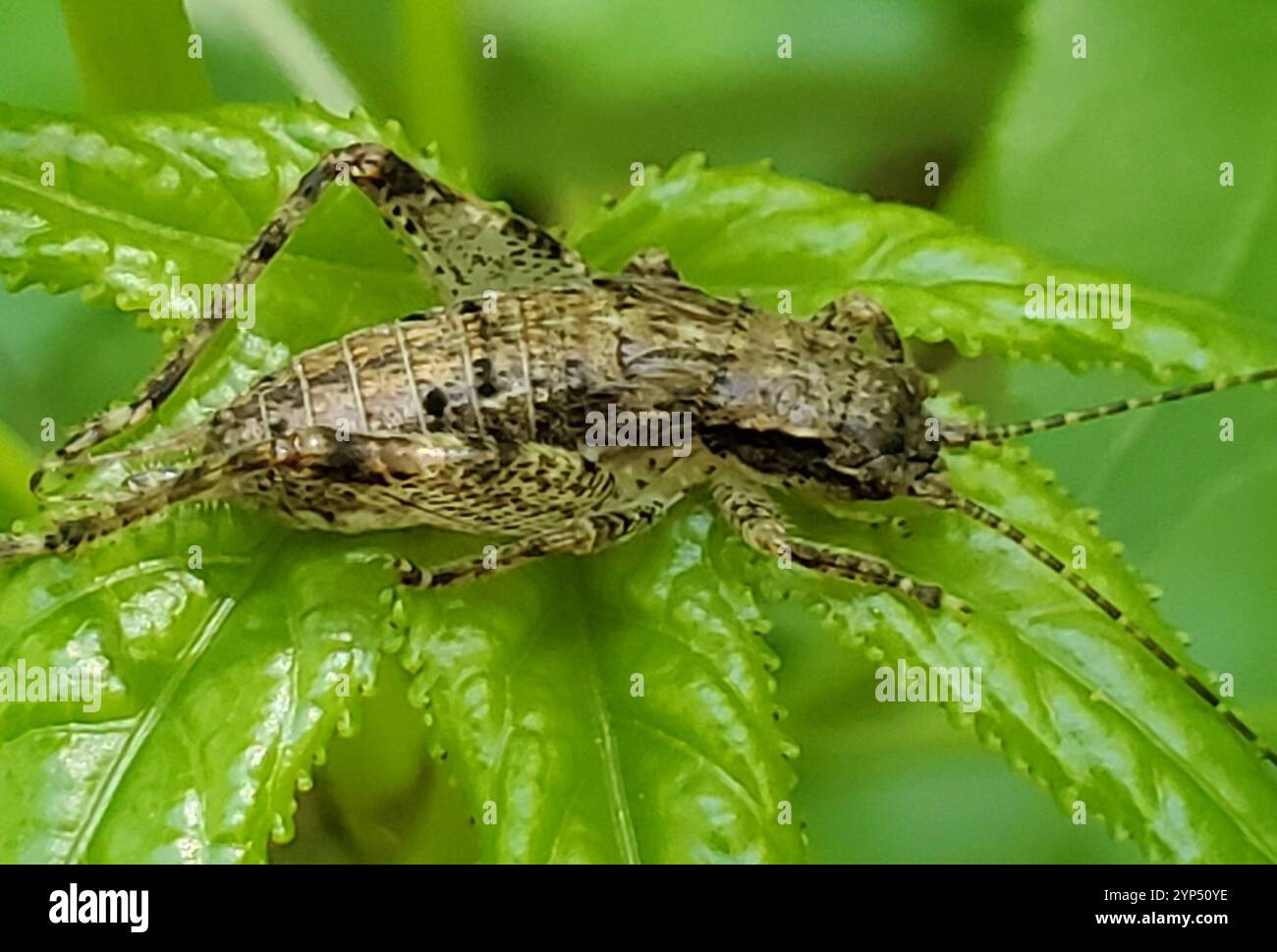 Hapithus hi-res stock photography and images - Alamy