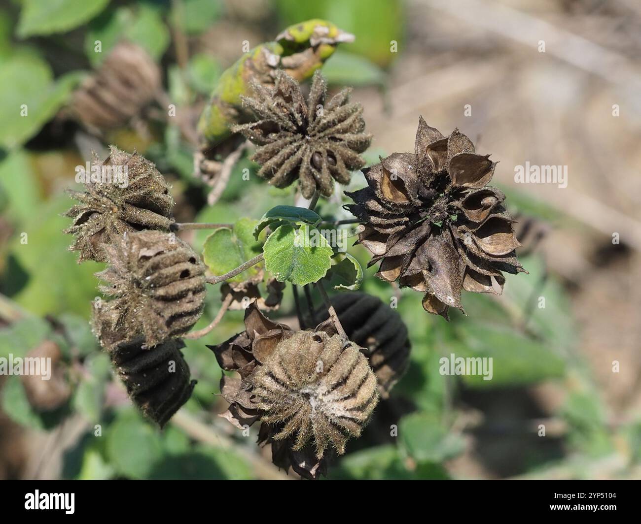 Indian Mallow (Abutilon indicum Stock Photo - Alamy