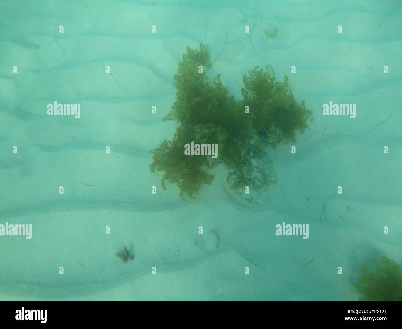 red algae (Rhodophyta Stock Photo - Alamy