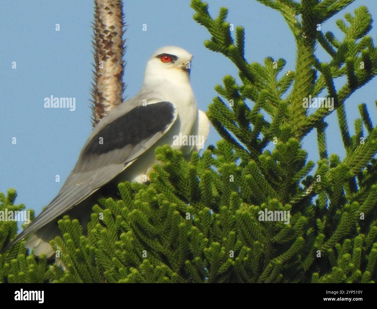 Black-winged Kite (Elanus caeruleus Stock Photo - Alamy