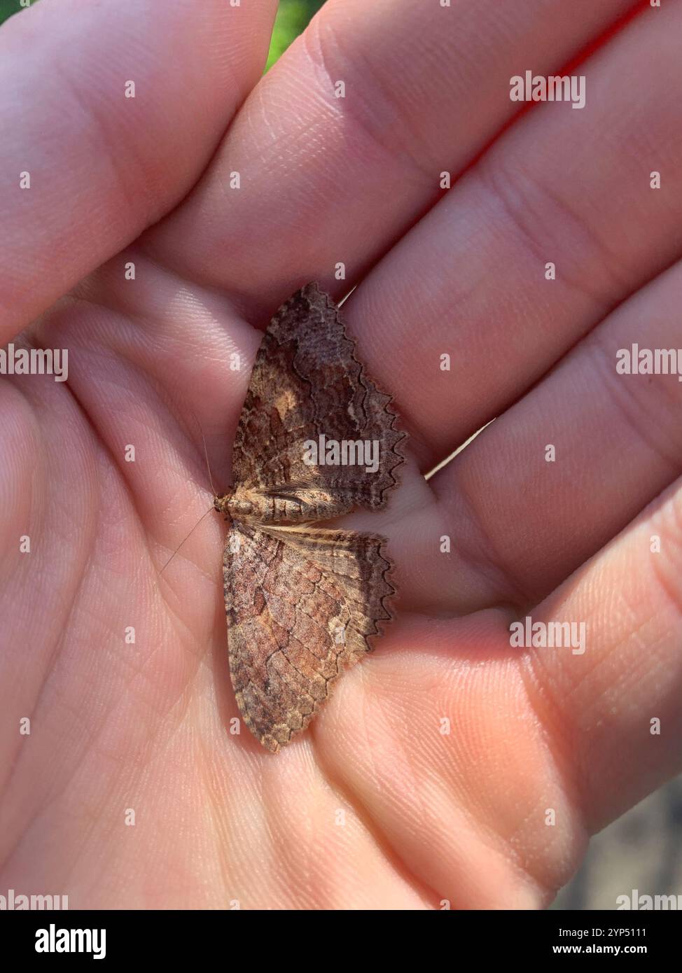 Triphosa haesitata hi-res stock photography and images - Alamy