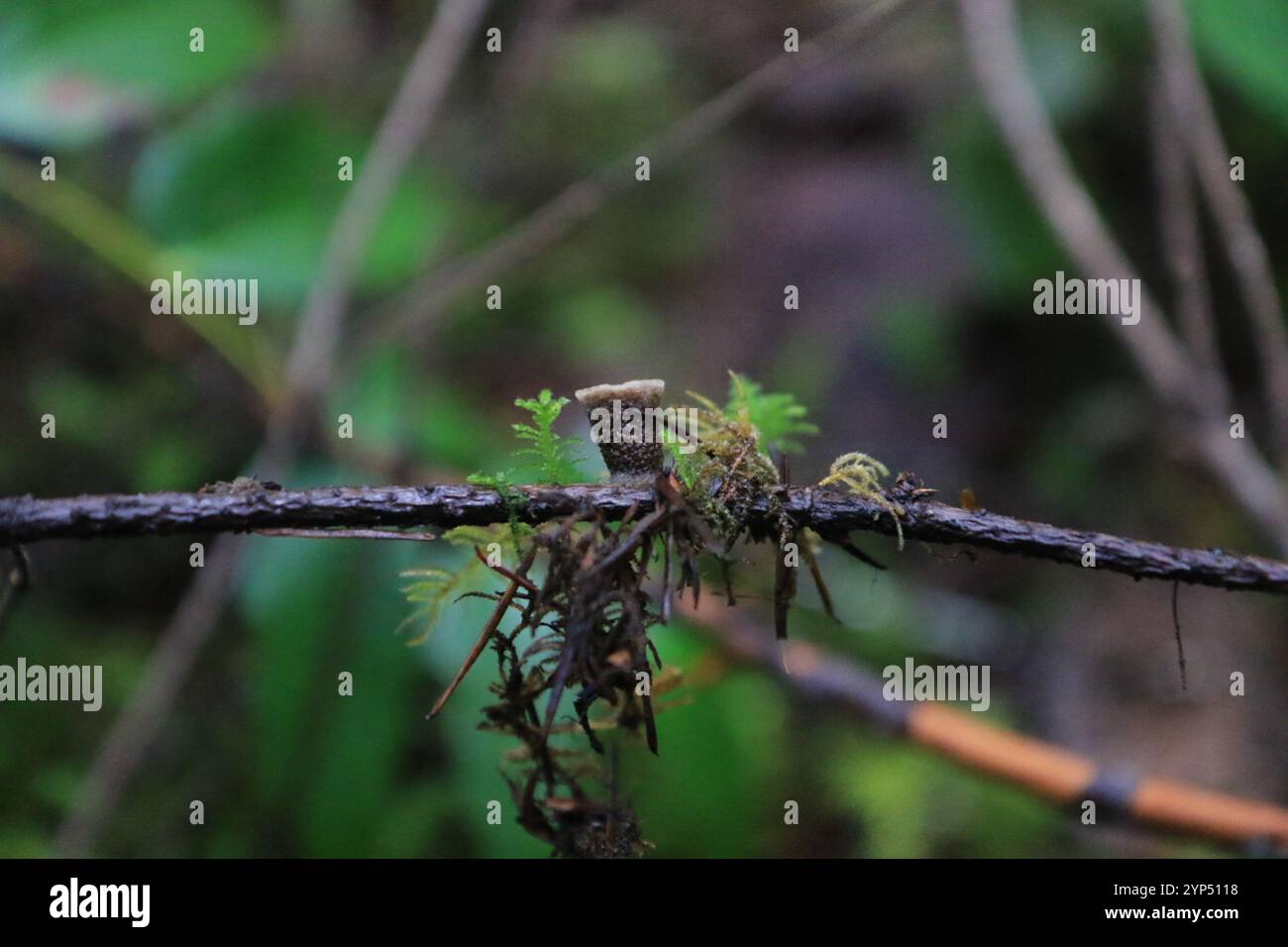bird's nest fungi (Nidulariaceae Stock Photo - Alamy