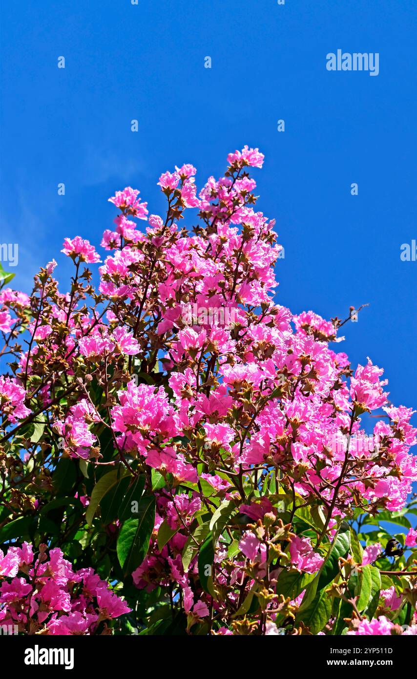 Giant crepe-myrtle flowers on tree (Lagerstroemia speciosa), Rio de ...