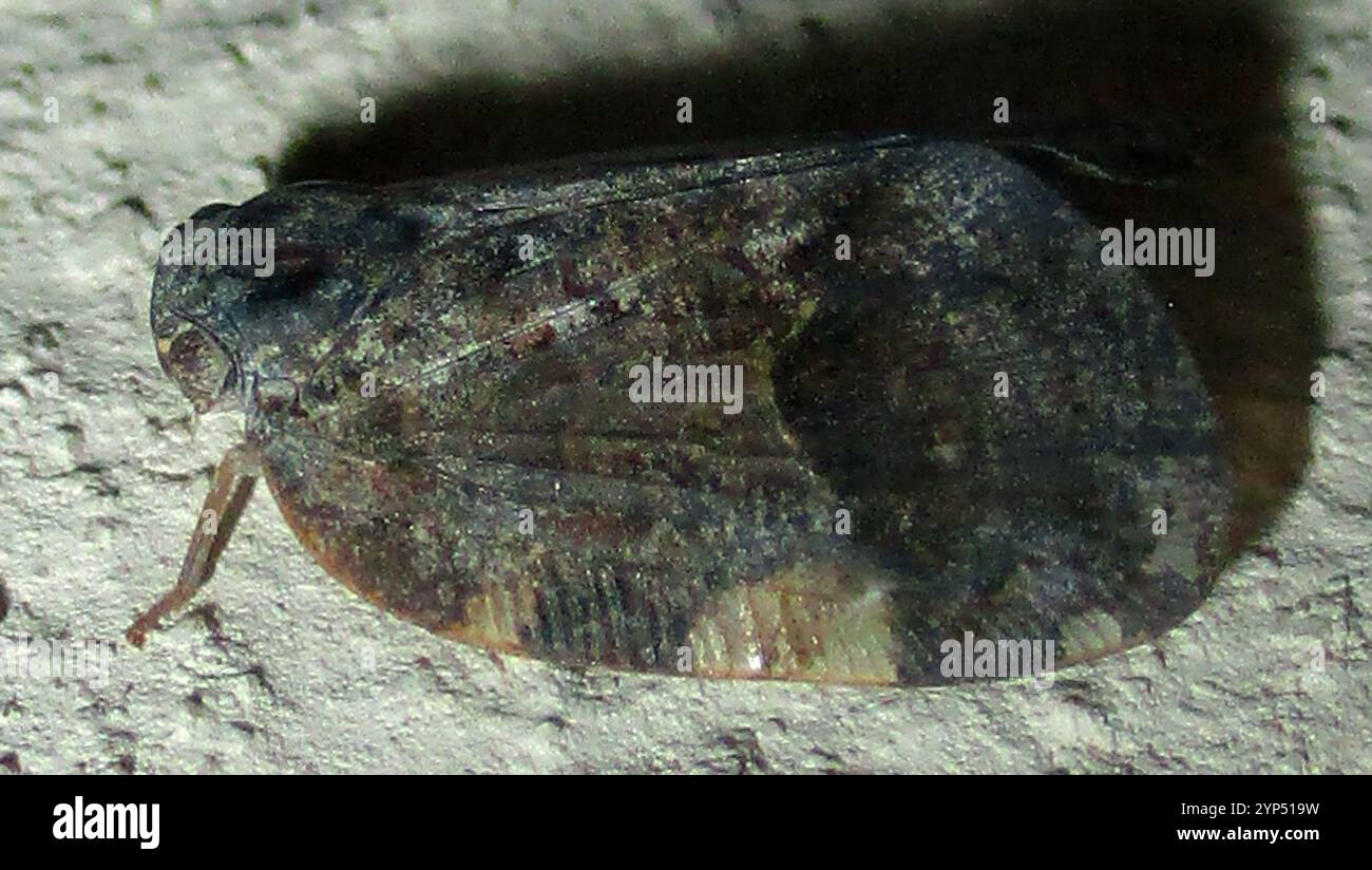 Ricaniid Planthoppers (Ricaniidae Stock Photo - Alamy