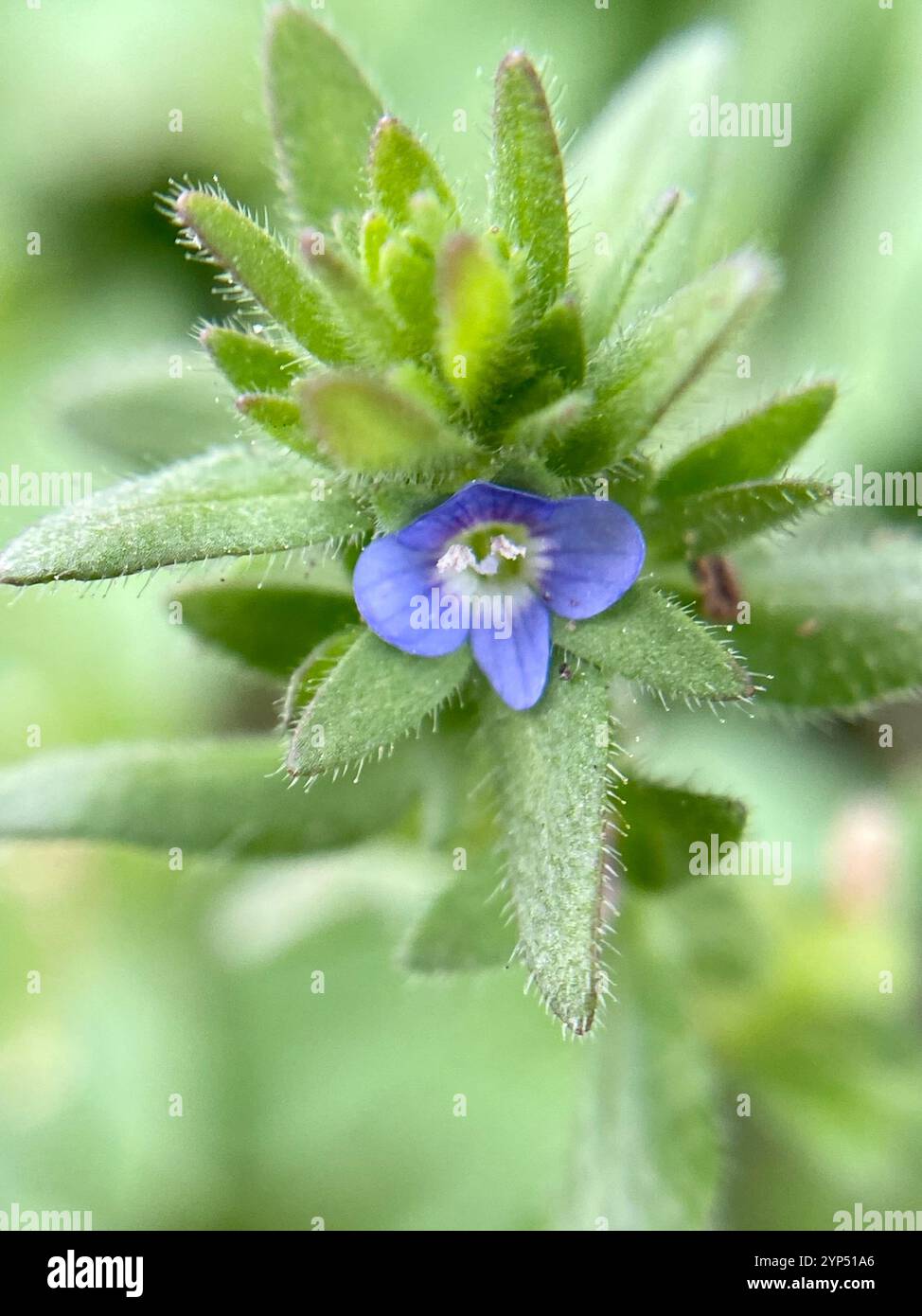 corn speedwell (Veronica arvensis Stock Photo - Alamy