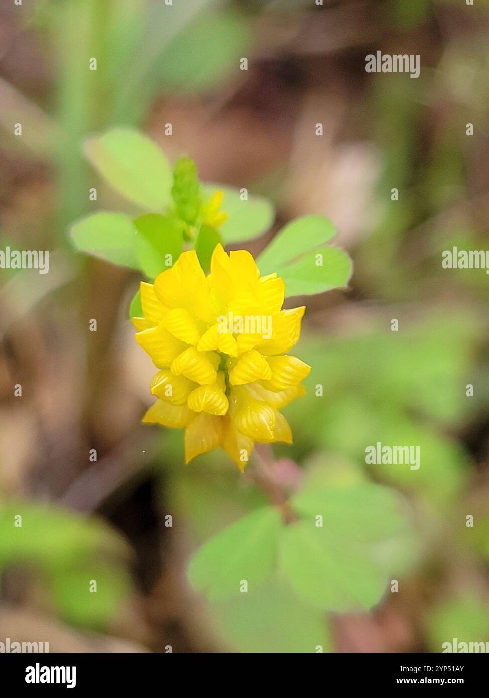 hop trefoil (Trifolium campestre Stock Photo - Alamy