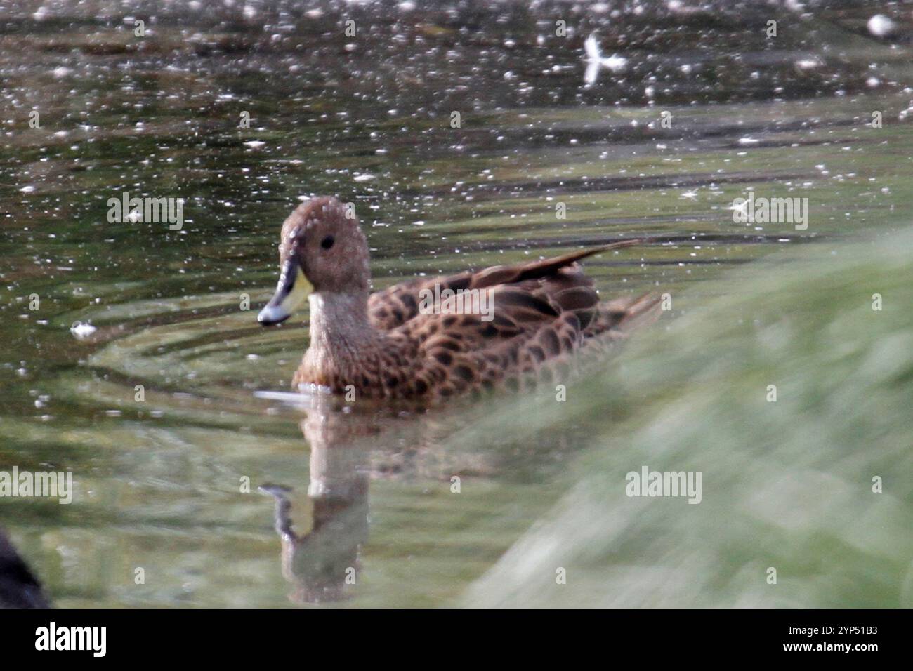 Yellow-billed Pintail (Anas georgica Stock Photo - Alamy