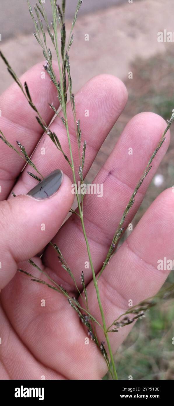 Fan Love Grass (Eragrostis plana Stock Photo - Alamy